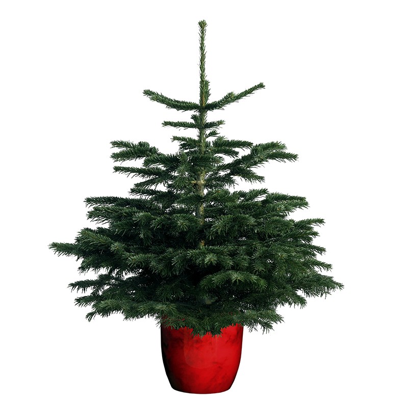 Premium klasės kėnis vazone (100cm)